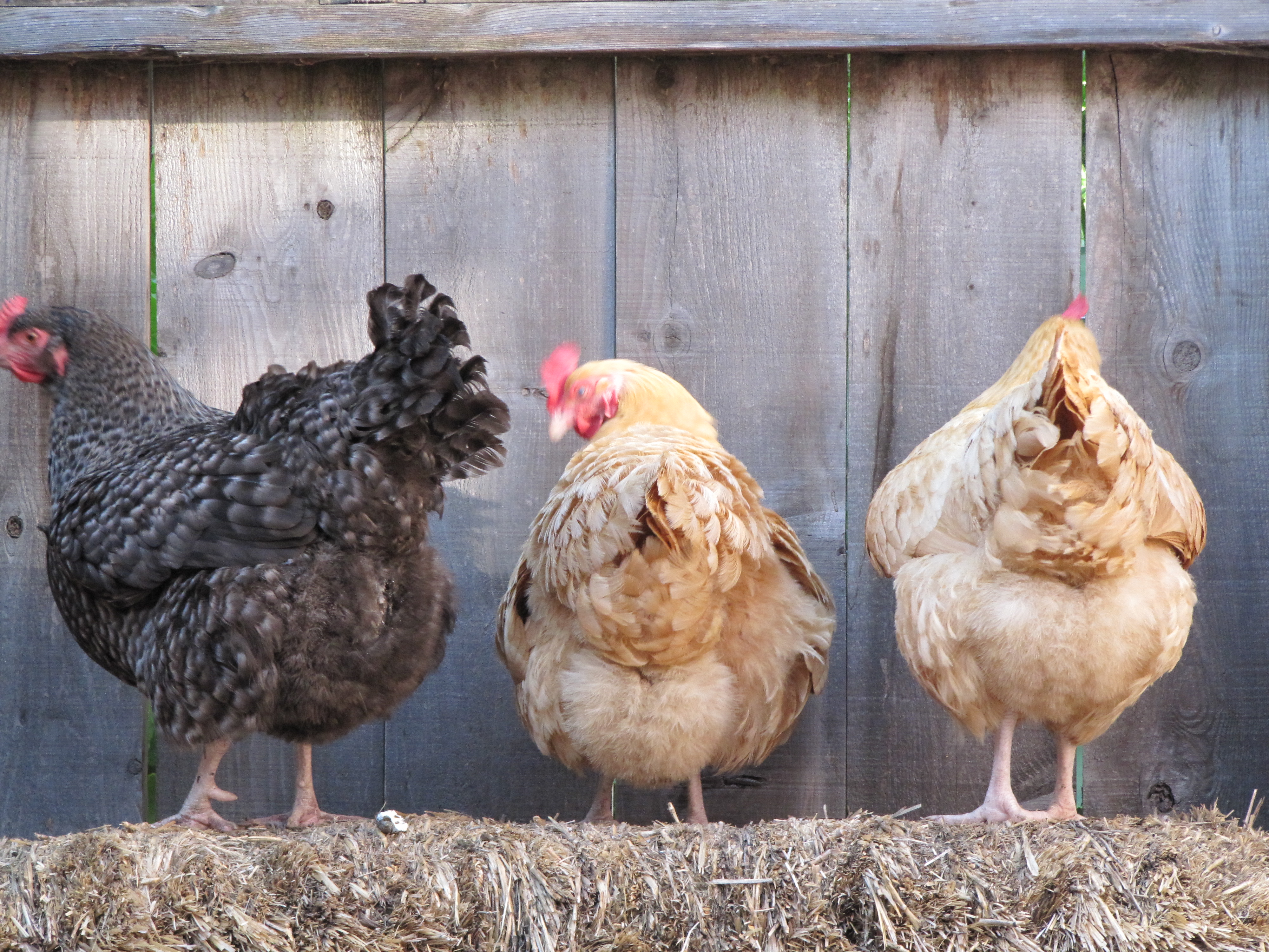 Photo chickens backs – Backyard Chicken Zone Photo chickens backs – Backyard Chicken Zone